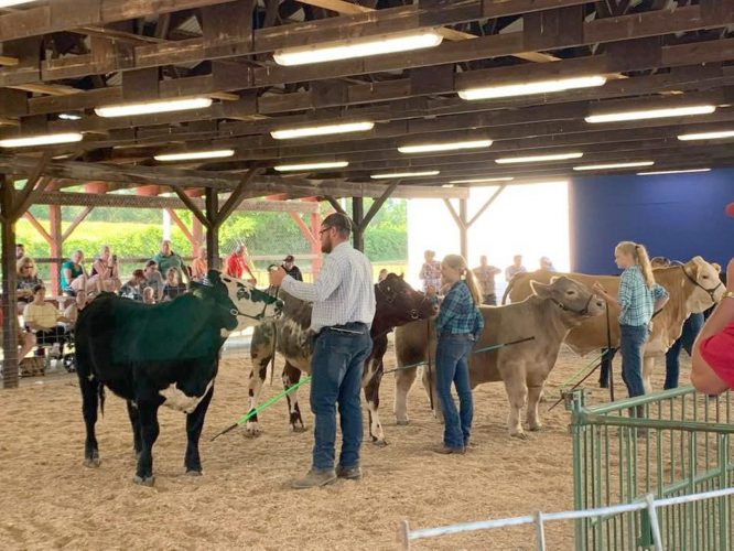 4-H Beef Project members show animals at fair | News, Sports, Jobs ...